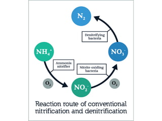 The Nitrogen Cycle , earth basic gas, the gas different the earth from ...