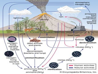 The Nitrogen Cycle , earth basic gas, the gas different the earth from ...