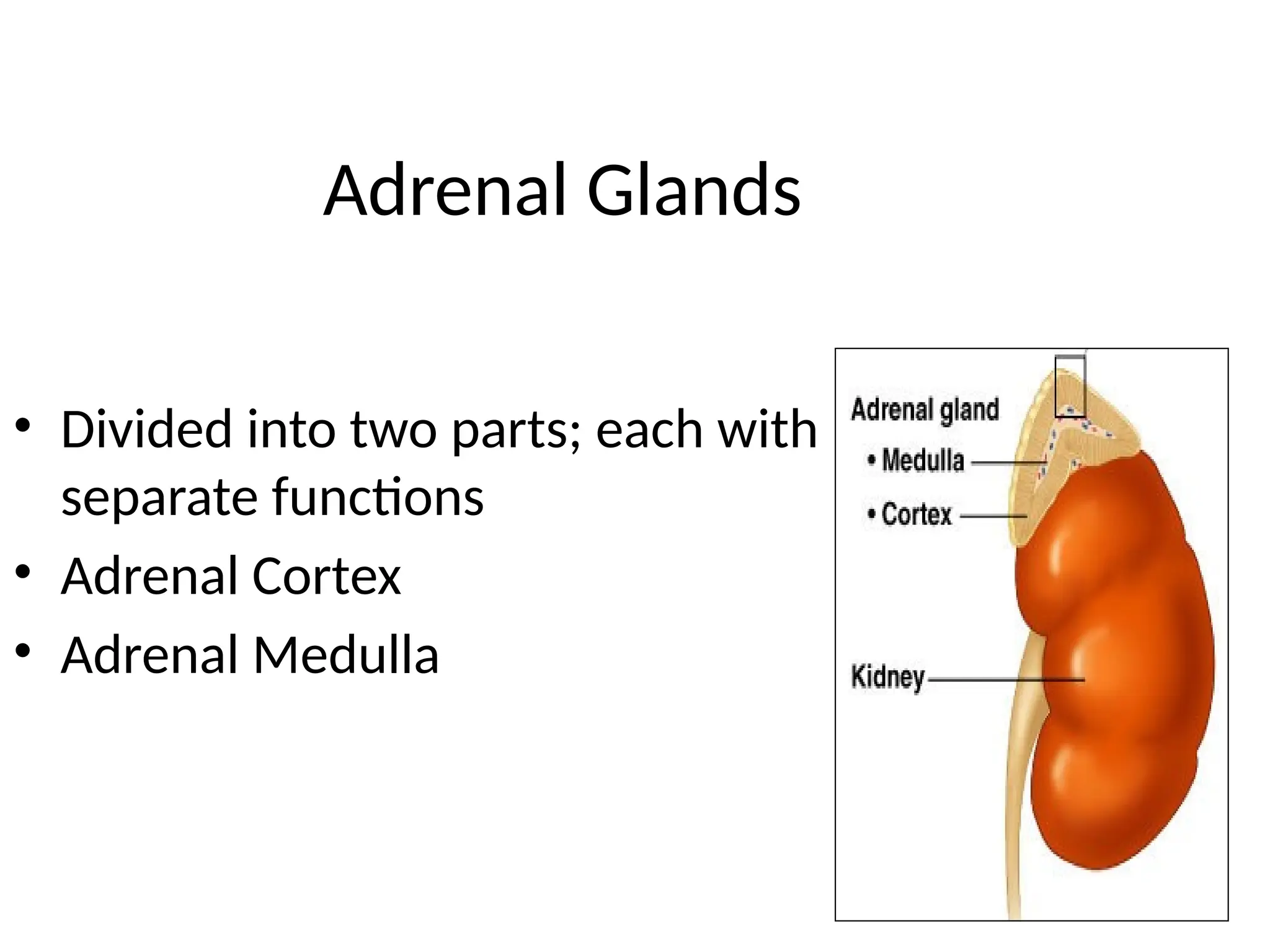 Adrenal gland anatomy and physiology about the adrenal England.pptx