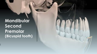 5. Lec CONS Mandibular second premolar.ppt