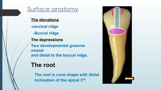 5. Lec CONS Mandibular second premolar.ppt
