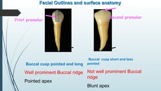 5. Lec CONS Mandibular second premolar.ppt