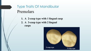 5. Lec CONS Mandibular second premolar.ppt