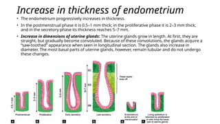 5. Menstrual Cycle - Embryology .pptx
