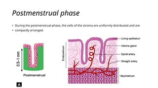 5. Menstrual Cycle - Embryology .pptx