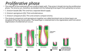 5. Menstrual Cycle - Embryology .pptx