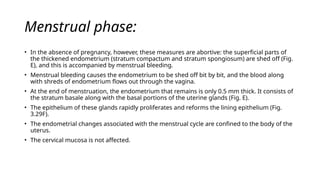5. Menstrual Cycle - Embryology .pptx