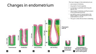 5. Menstrual Cycle - Embryology .pptx