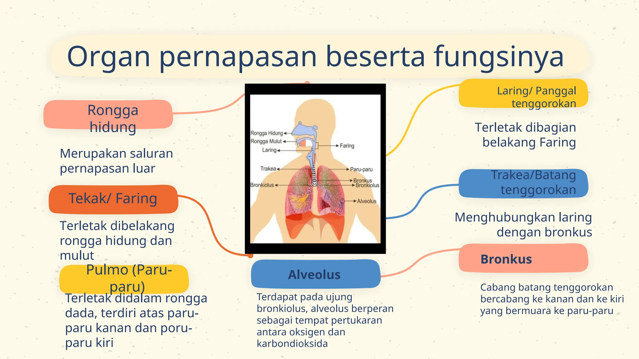Materi kelas VIII SMP sistem pernapasan pada manusia | PPTX