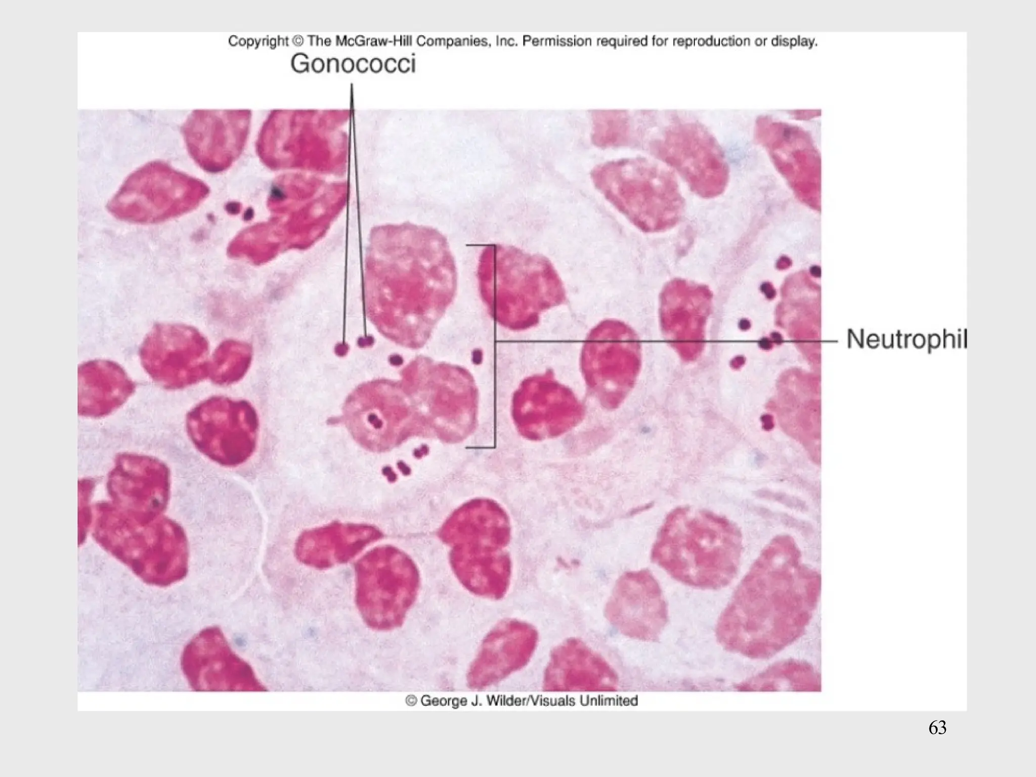 5. Bacteria-Cocci of medical importance.pptx