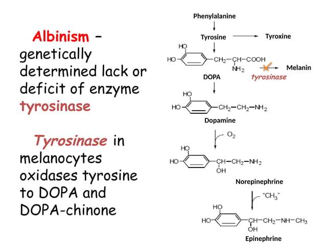 5. Tyrosine metabolism SHOWING ITS METABOLISTES | PPTX