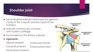 5.General structures of joints. Magdalena Mazur (1).pdf