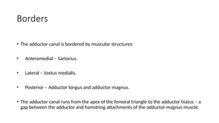 5. Adductor canal of the lower limb (Anatomy) | PPTX