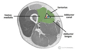 5. Adductor canal of the lower limb (Anatomy) | PPT