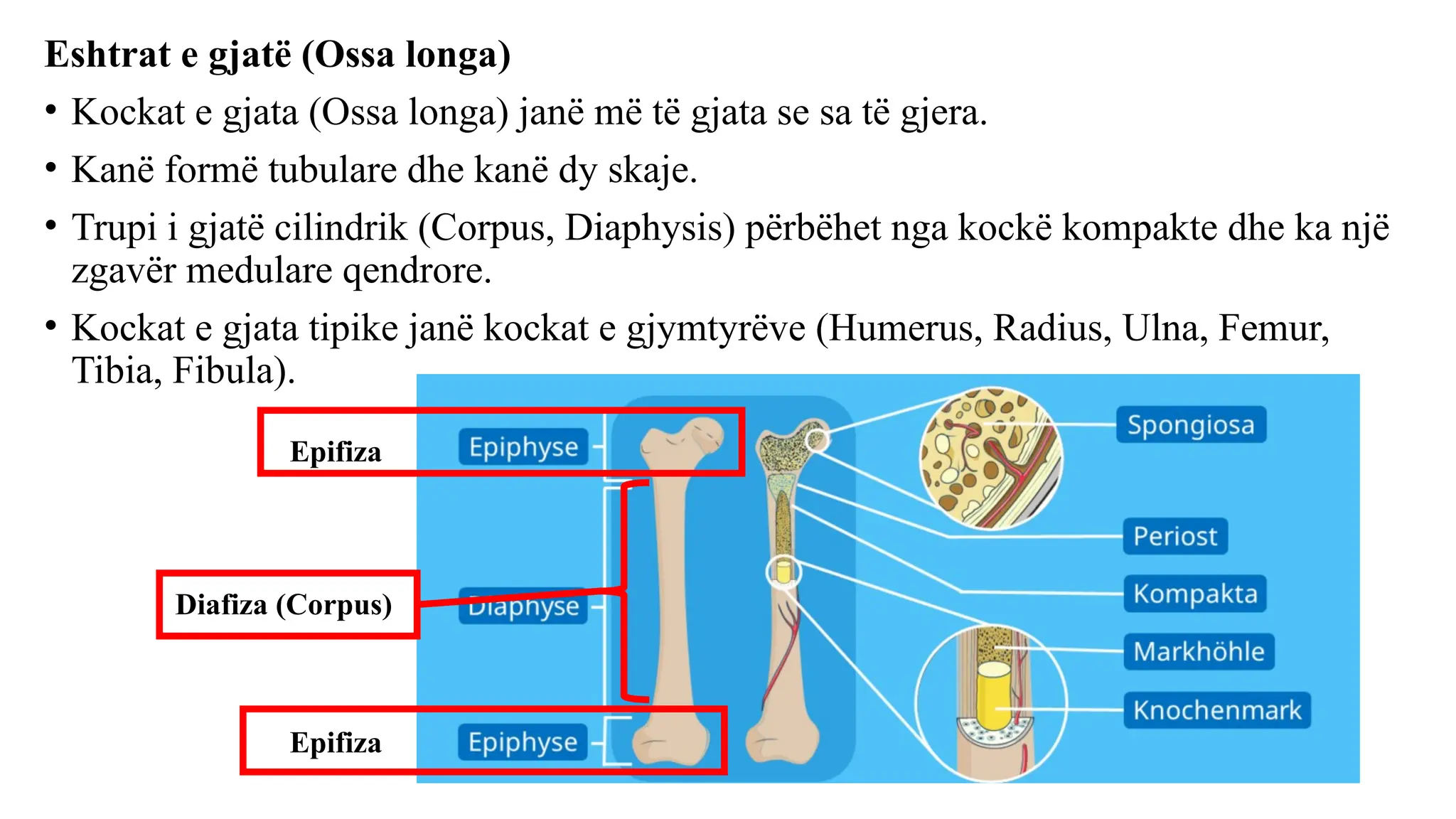 5. Anatomi - Hyrje ne sistemin lokomotor.pptx