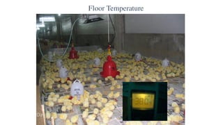 5. Brooding phases Of any Breed of Chickens | PPT