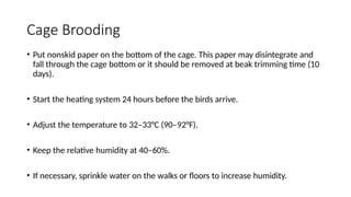 5. Brooding phases Of any Breed of Chickens | PPTX