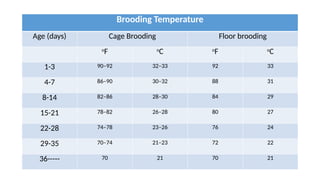 5. Brooding phases Of any Breed of Chickens | PPTX
