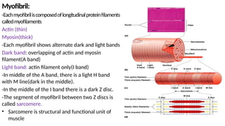 5.1. general antomy of muscle and classification-1.pptx