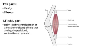 5.1. general antomy of muscle and classification-1.pptx