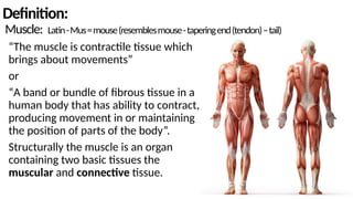 5.1. general antomy of muscle and classification-1.pptx