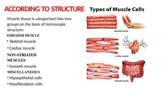 5.1. general antomy of muscle and classification-1.pptx