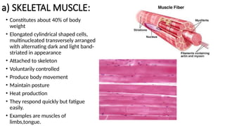 5.1. general antomy of muscle and classification-1.pptx