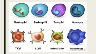 5. Types and cells of immunity in humans.pptx