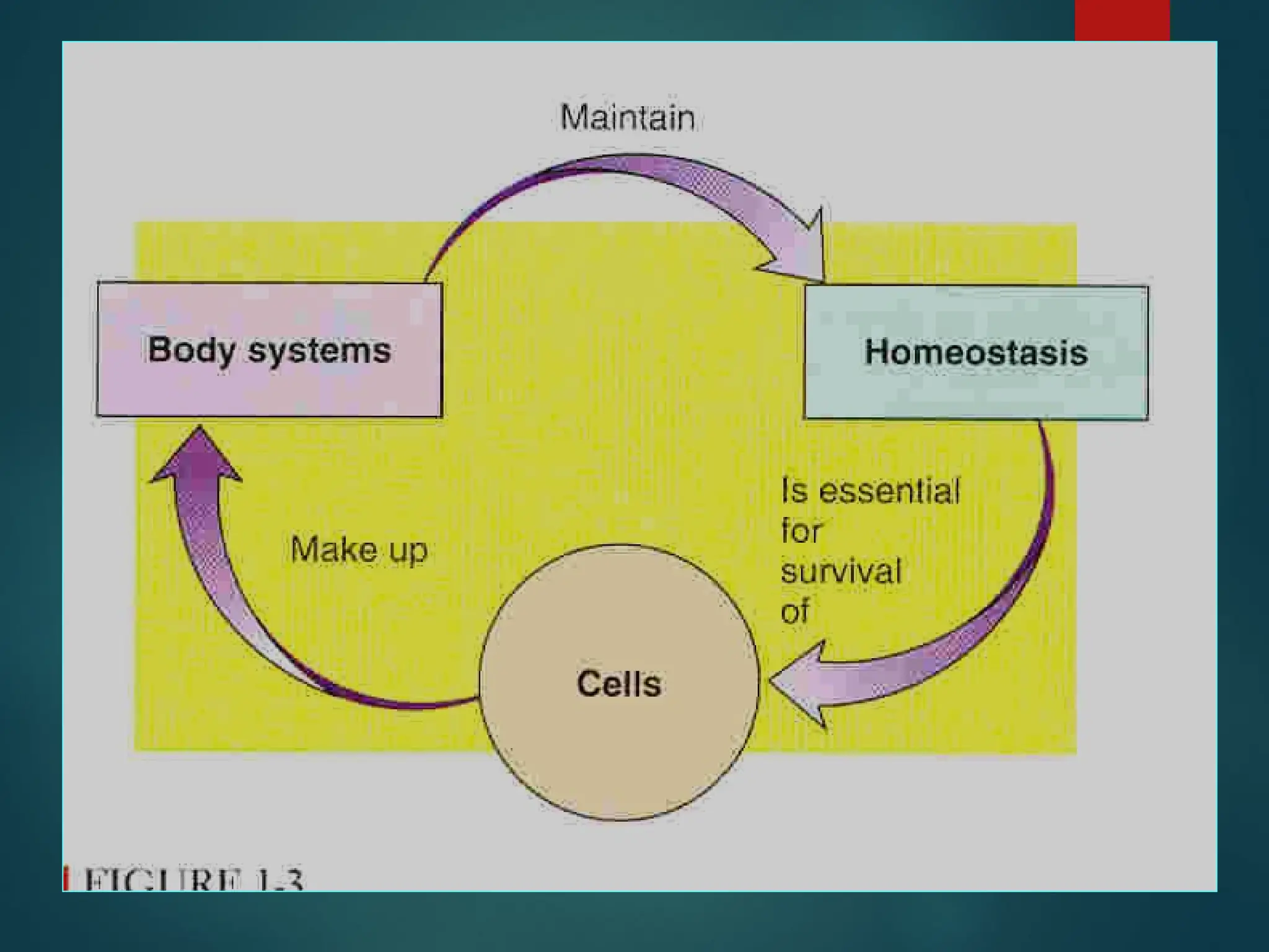 5. Body Fluids electrolytes imbalance shock .ppt ·.ppt
