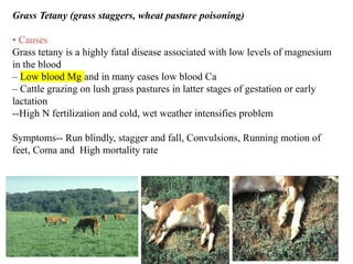 5. METABOLIC AND NUTRITIONAL DEFFICIENCY diseases of livestock ...