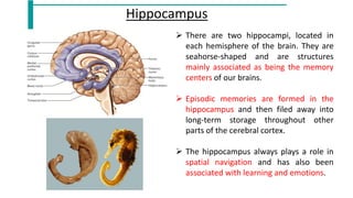 5. Limbic System anatomy,physiology and related pathology | PDF