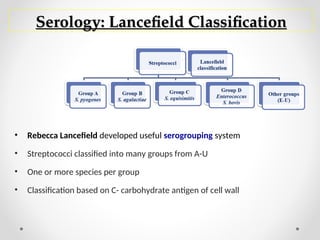 Streptococci microbiology information... | PPT