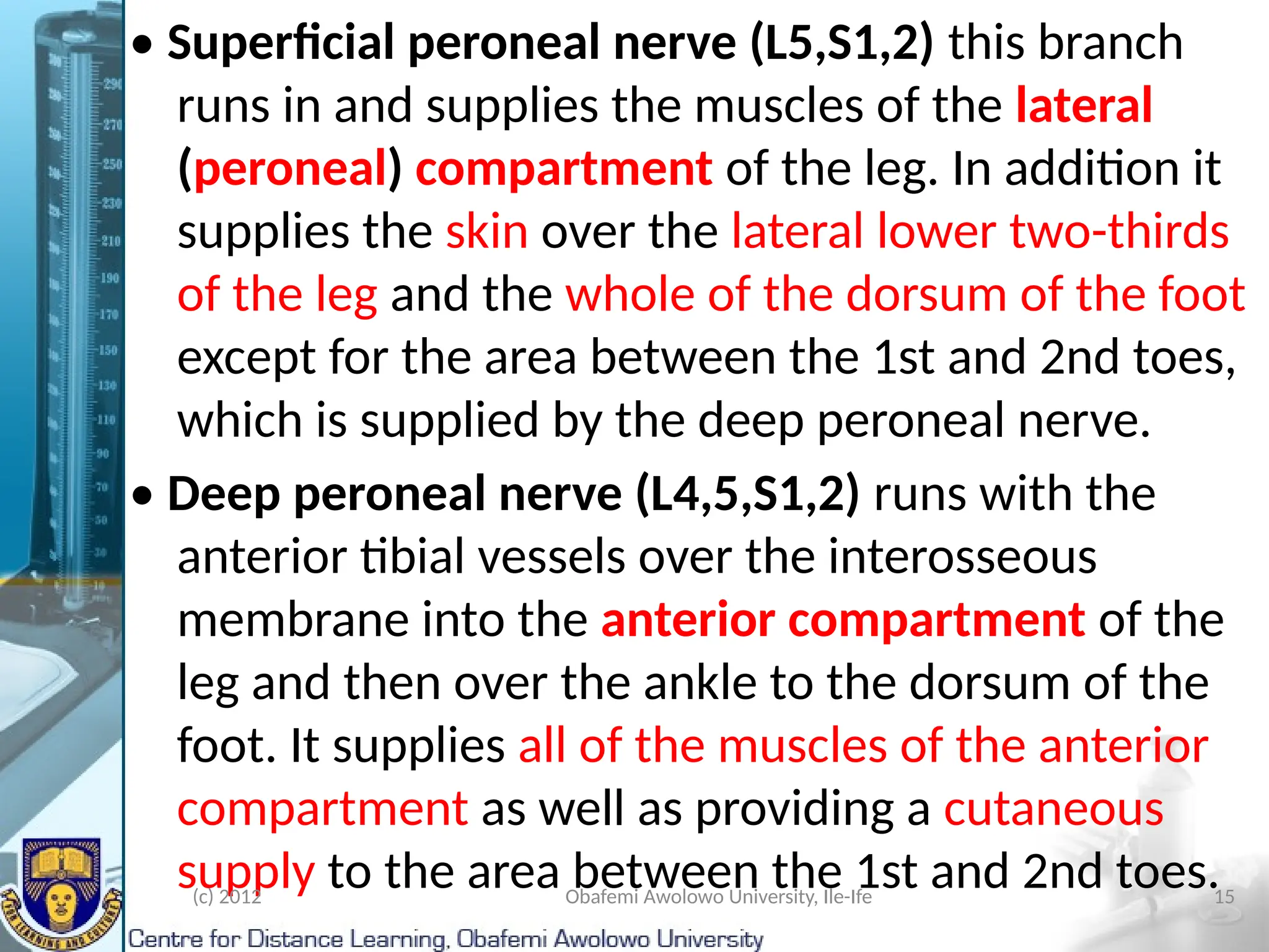 Anatomy of Pelvic vessels and nerves.pptx