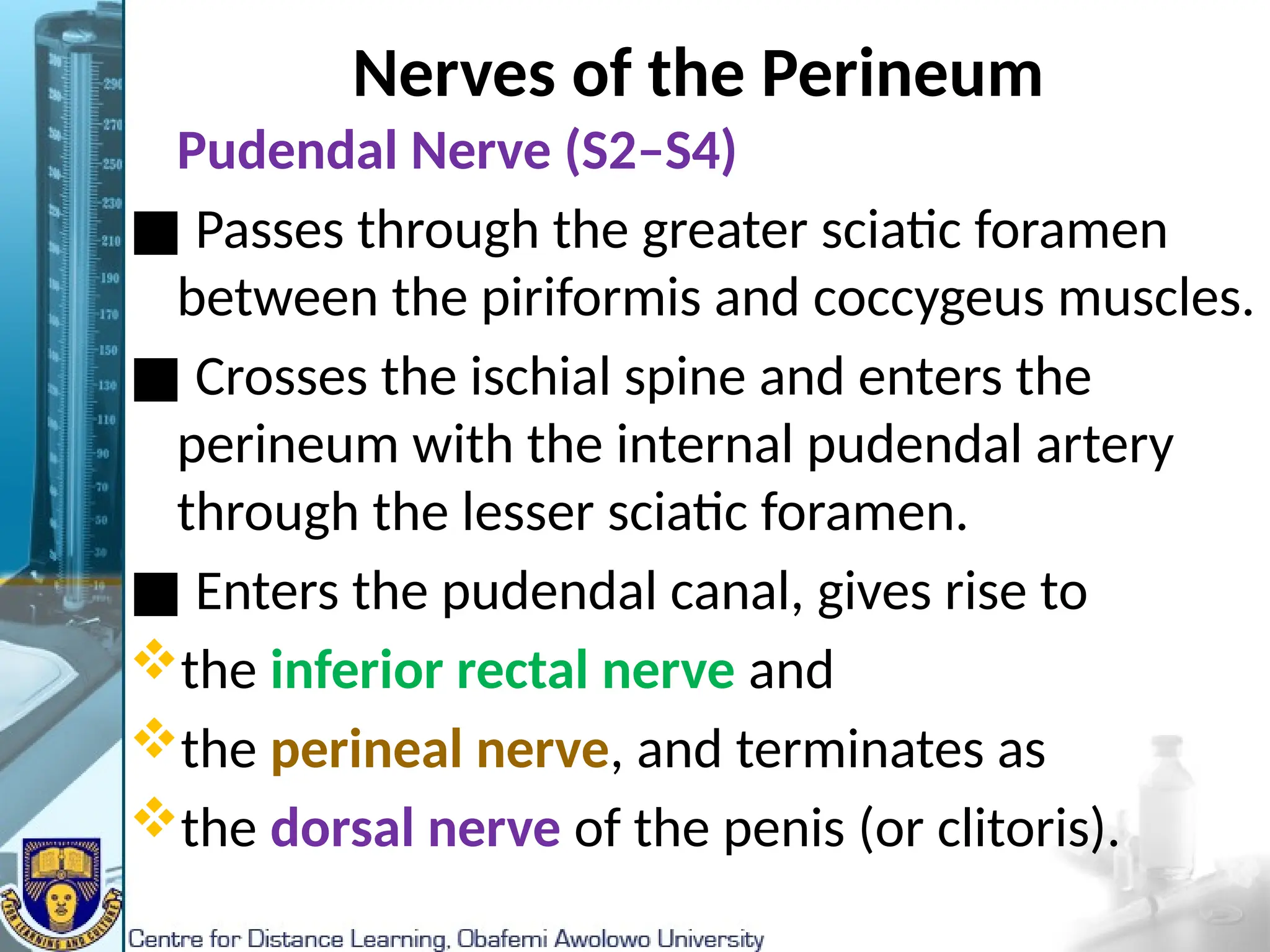 Anatomy of Pelvic vessels and nerves.pptx