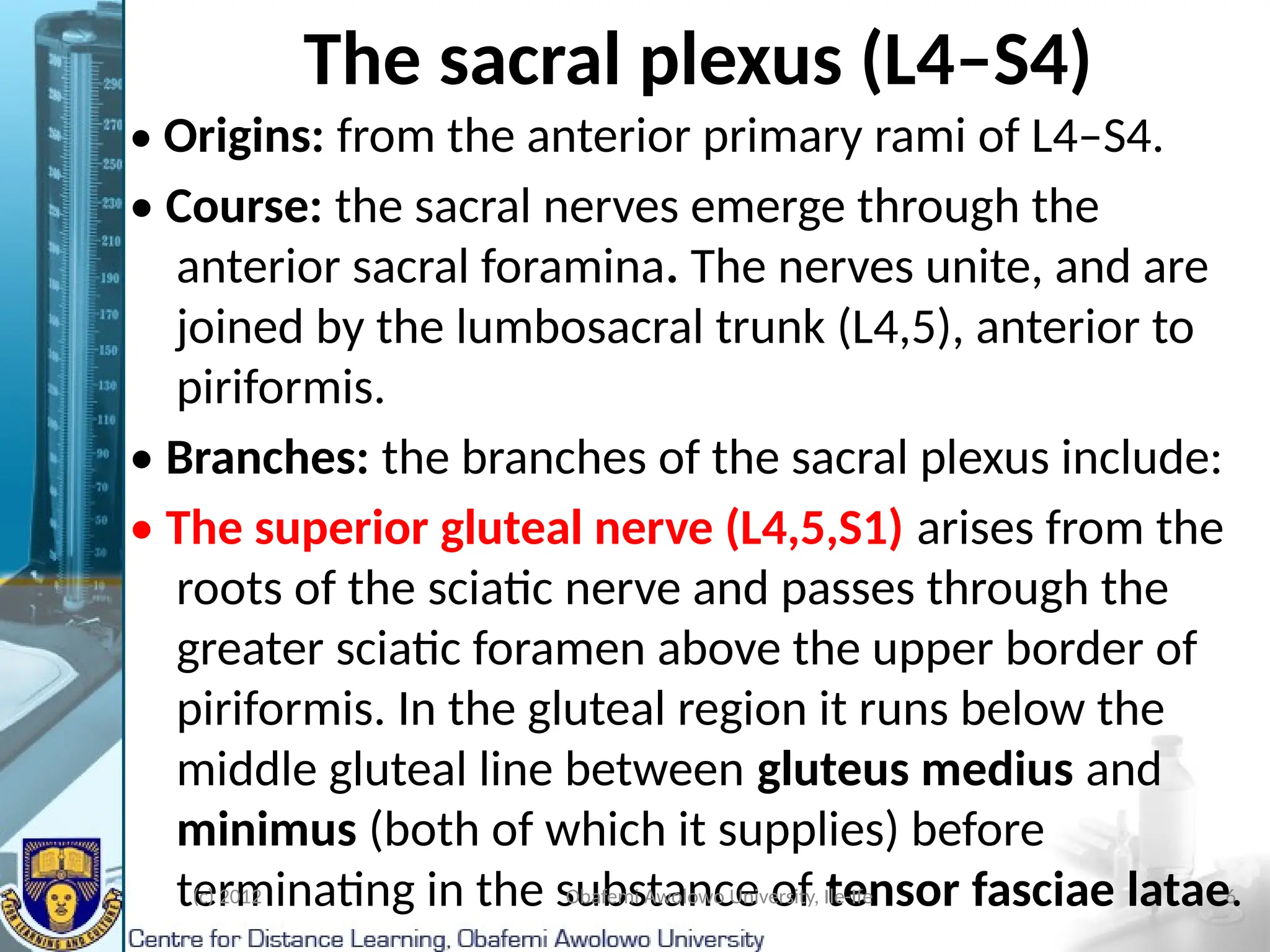 Anatomy of Pelvic vessels and nerves.pptx