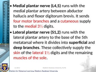 Anatomy of Pelvic vessels and nerves.pptx