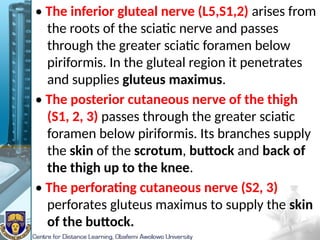 Anatomy of Pelvic vessels and nerves.pptx