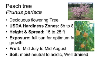 5 25 peaches - drupes | PPT