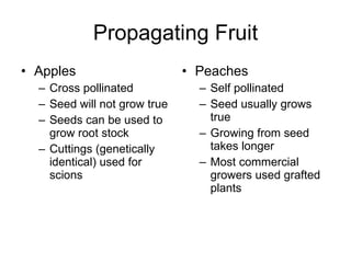 5 25 peaches - drupes | PPT