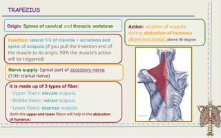 Muscles of the Back Region in Anatomy.pptx