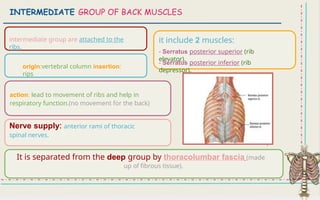 Muscles of the Back Region in Anatomy.pptx
