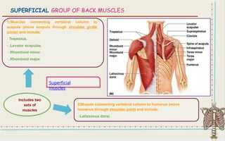 Muscles of the Back Region in Anatomy.pptx