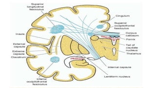 The Major white matter pathways in the Brain..ppt