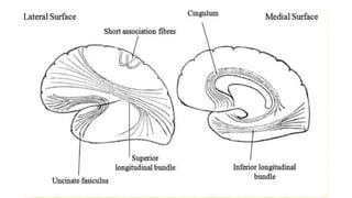 The Major white matter pathways in the Brain..ppt