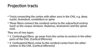 The Major white matter pathways in the Brain..ppt