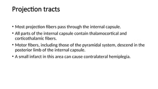 The Major white matter pathways in the Brain..ppt