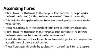 The Major white matter pathways in the Brain..ppt
