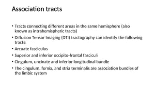 The Major white matter pathways in the Brain..ppt