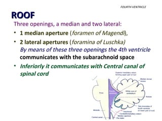 Comprehensive Overview of Brain Ventricles, CSF Formation, Circulation ...