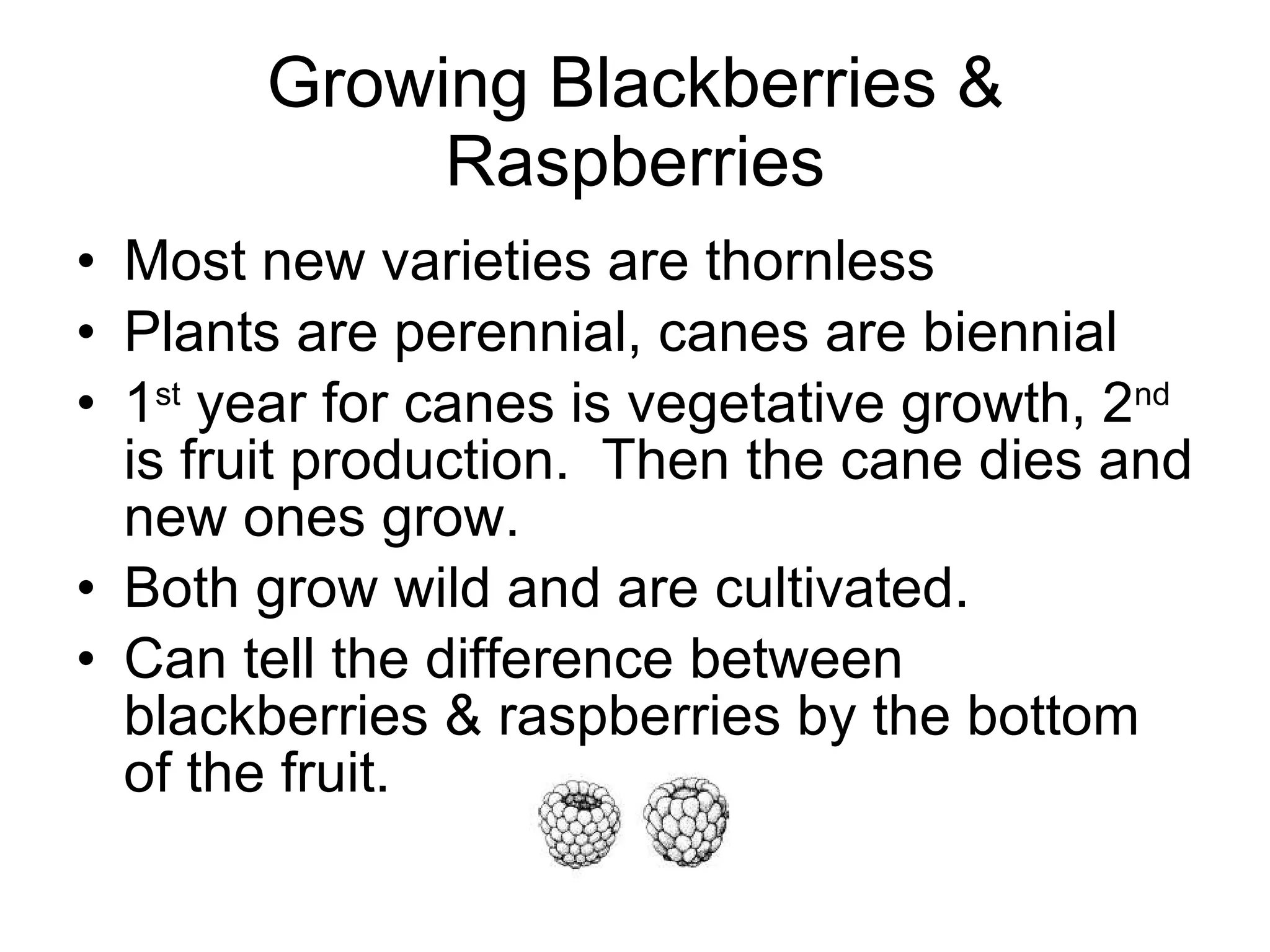 Brambles | PPT